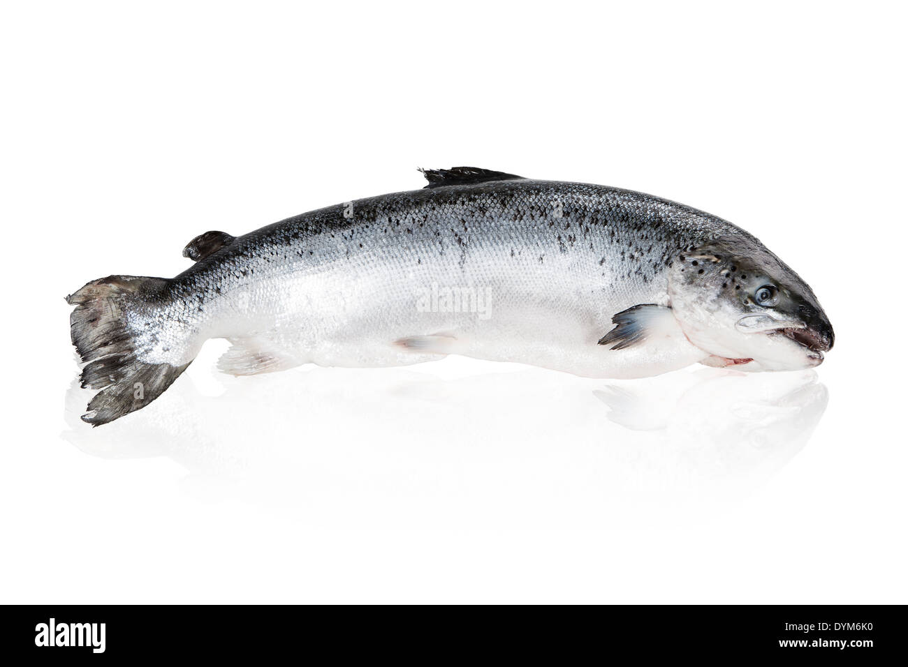 Big shiny salmon isolated on white background Stock Photo - Alamy