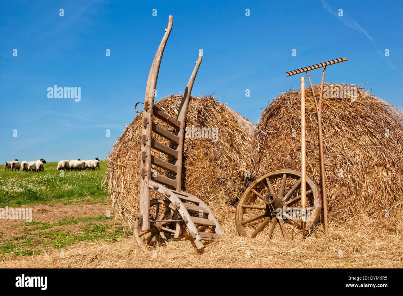 Hay bale with wooden rake, vintage wheelbarrow, sheep in background on ...