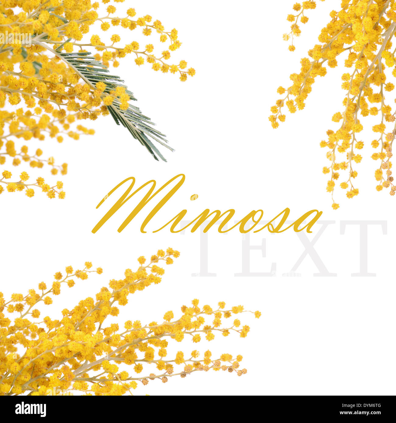 The yellow mimosa isolated on white background Stock Photo - Alamy