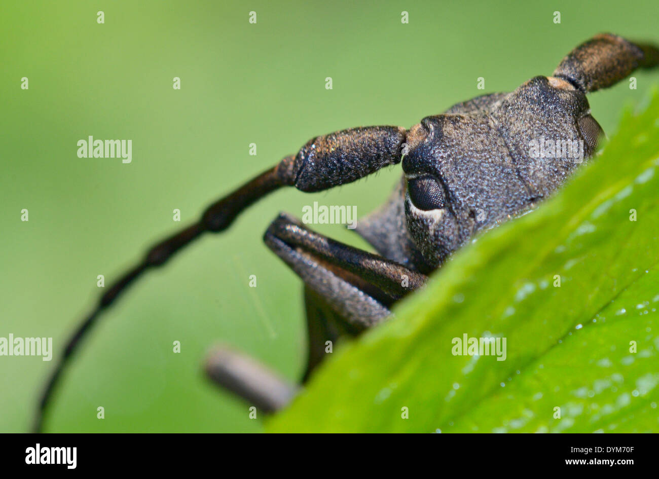 macro with Weaver beetle (Lamia textor Stock Photo - Alamy