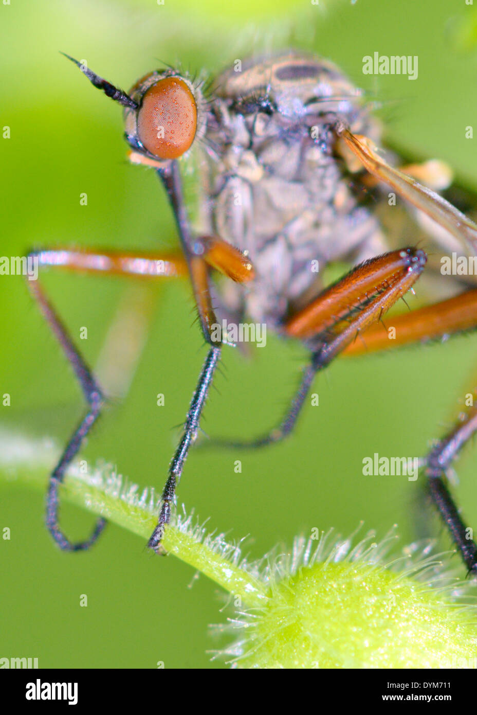 Robber fly beetle hi-res stock photography and images - Alamy