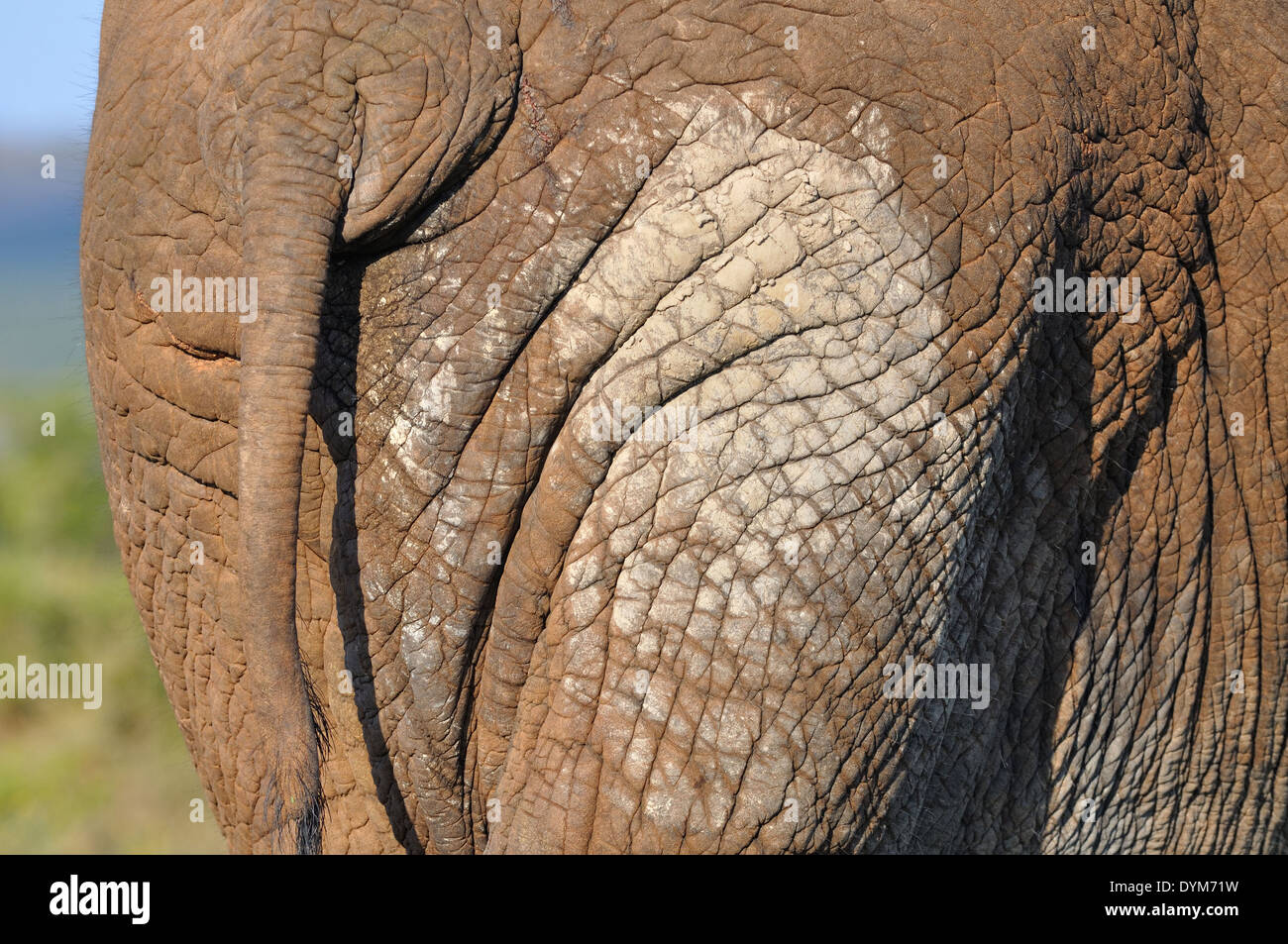 African elephant skin detail and tail hi-res stock photography and ...