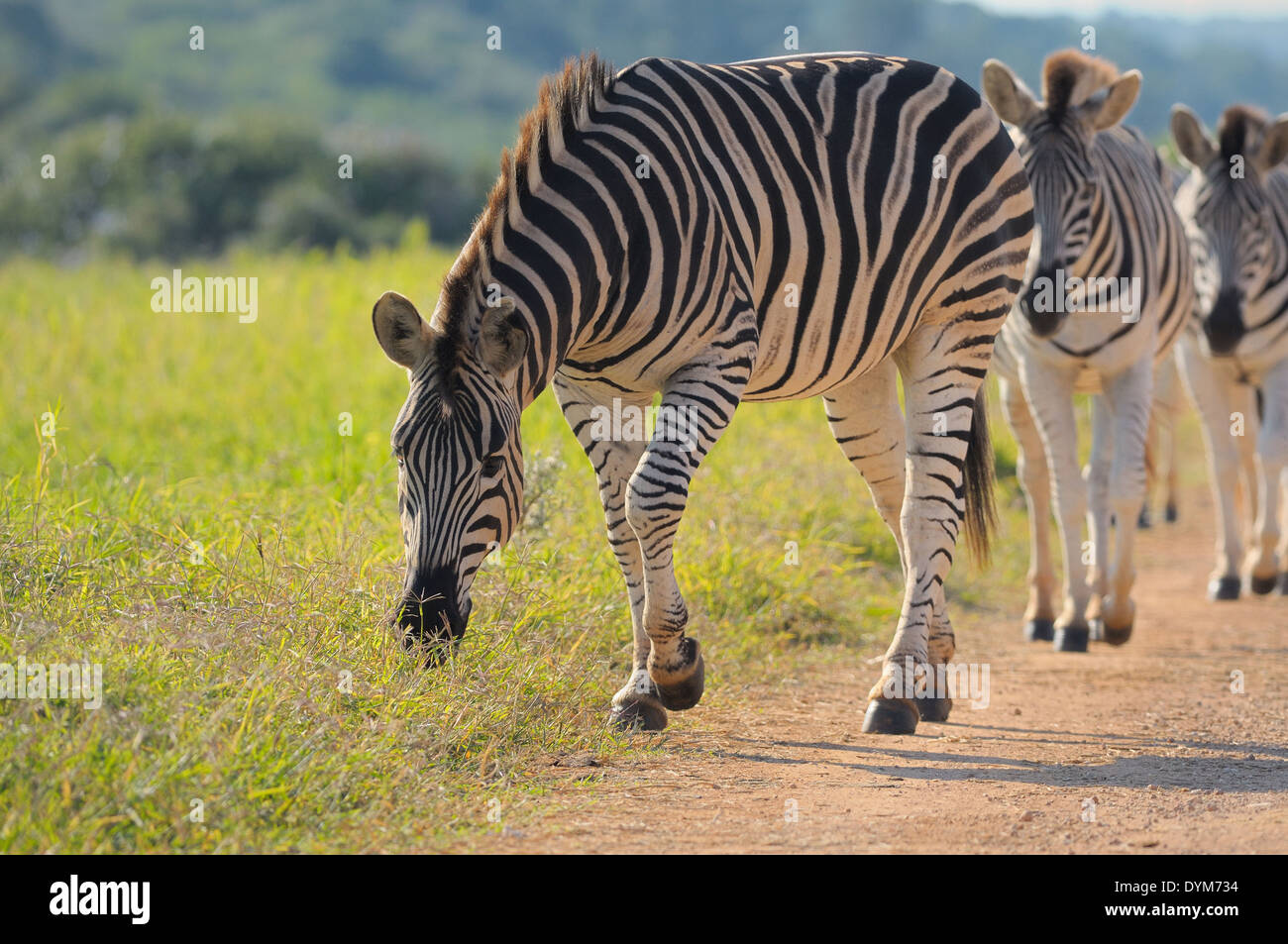 Burchell's zebras (Equus burchelli) walking slowly along the gravel ...