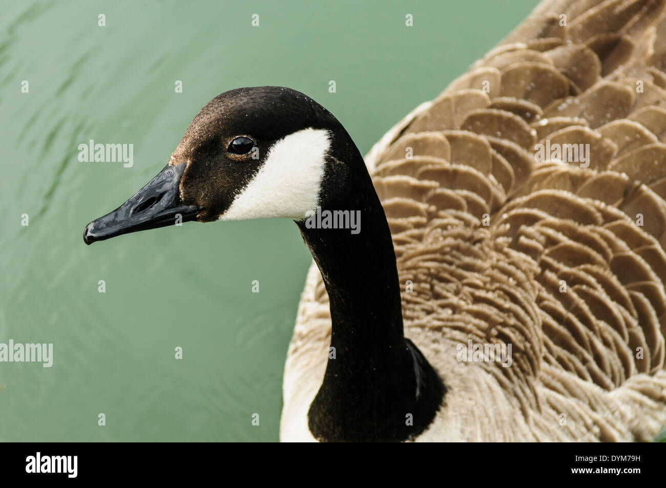Canadian Goose Stock Photos & Canadian Goose Stock Images - Alamy