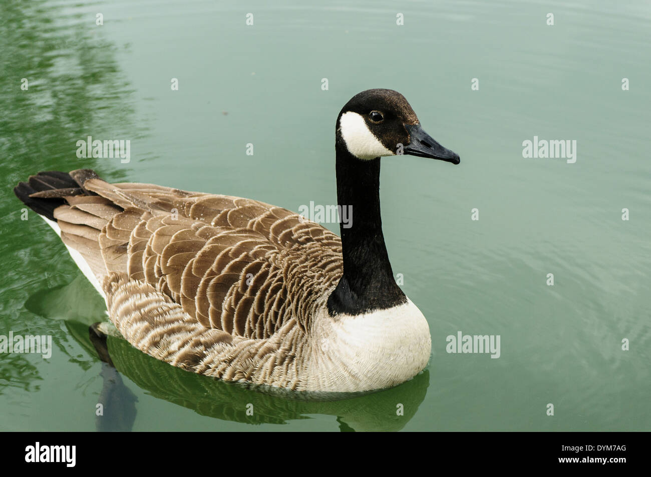 Canadian goose hi-res stock photography and images - Alamy