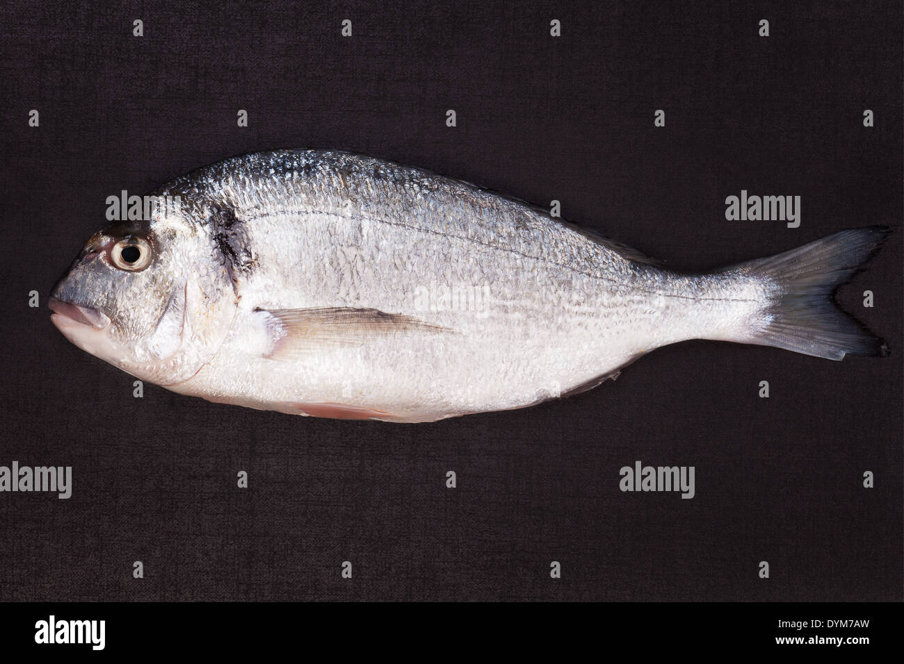 Fresh sea gilt-head bream isolated on dark black background. Luxurious ...