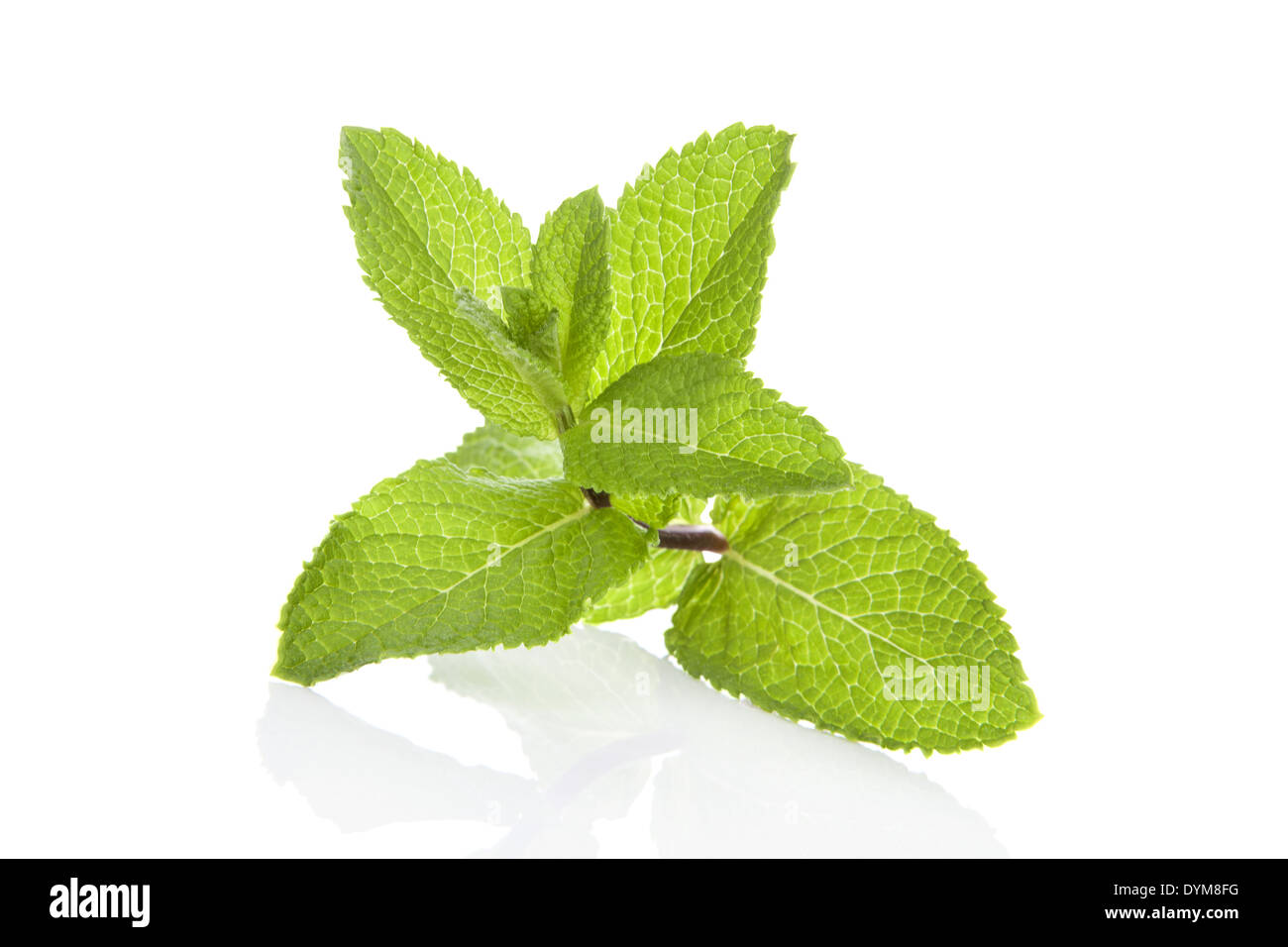 Peppermint leaves isolated on white background. Culinary aromatic herbs ...