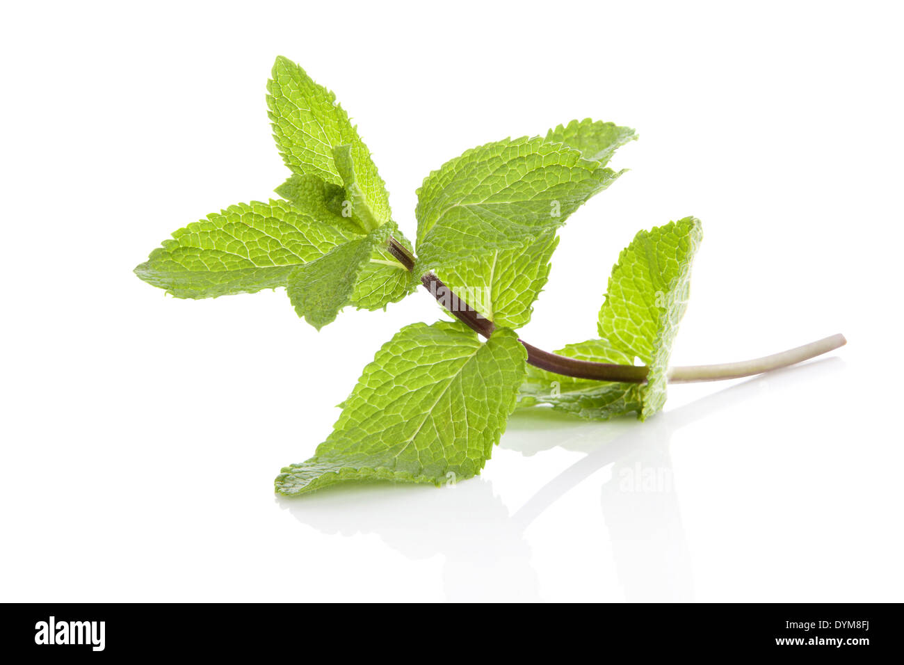 Fresh mint branch isolated on white background. Culinary aromatic herbs ...