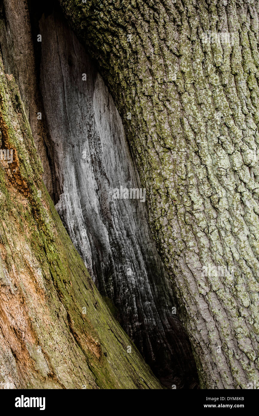 Tree trunks forming an entrance doorway Stock Photo - Alamy