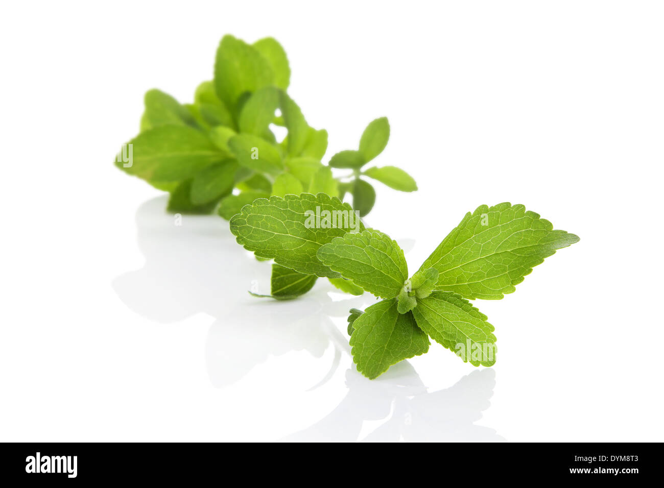 Fresh sweetleaf stevia herb isolated on white background with ...