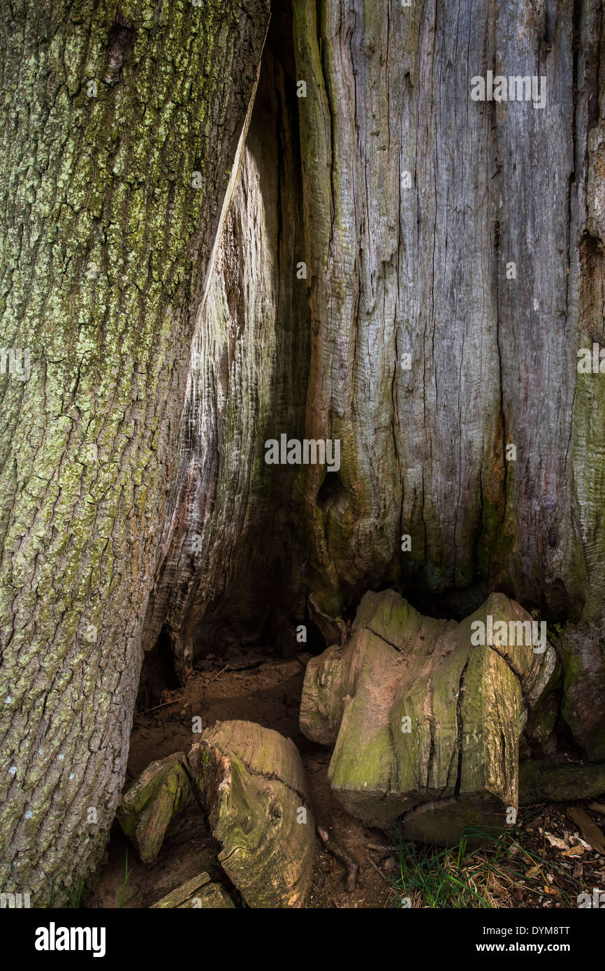 Tree trunks forming an entrance doorway Stock Photo - Alamy
