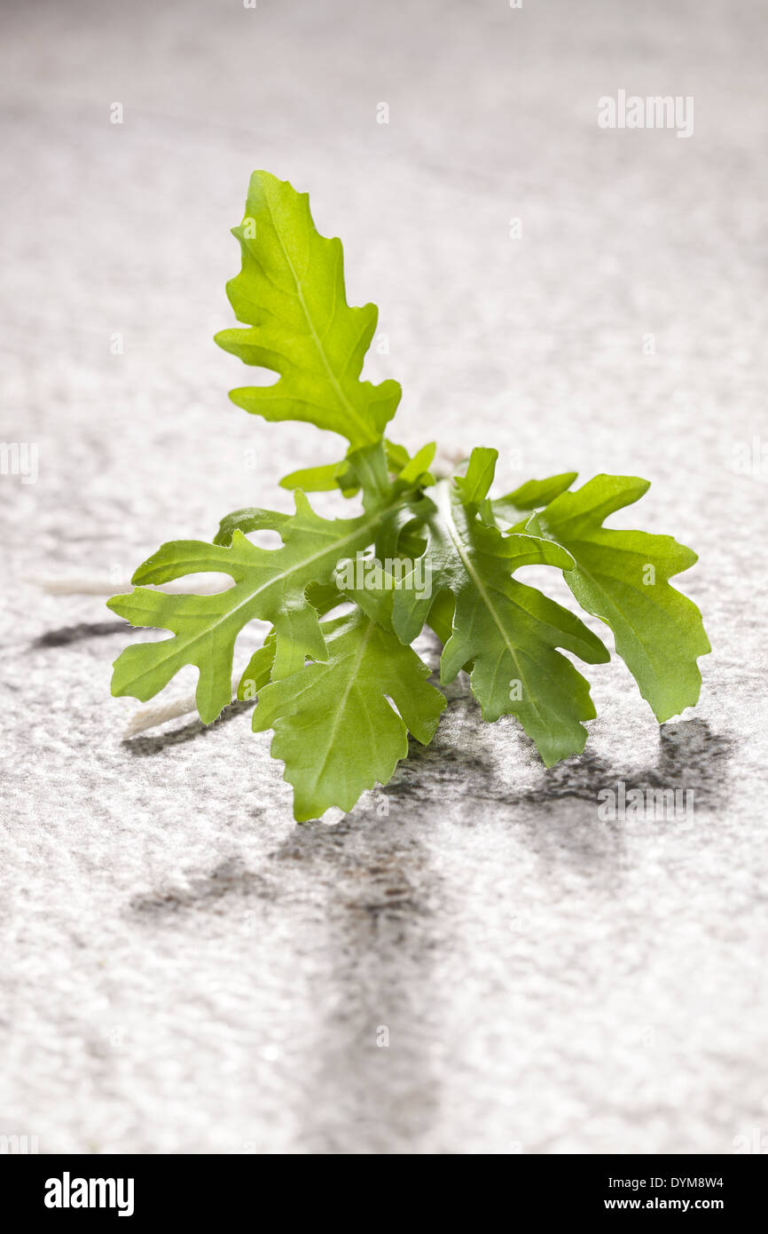 Rocket herbs bundle tight with string on stone background. Culinary ...