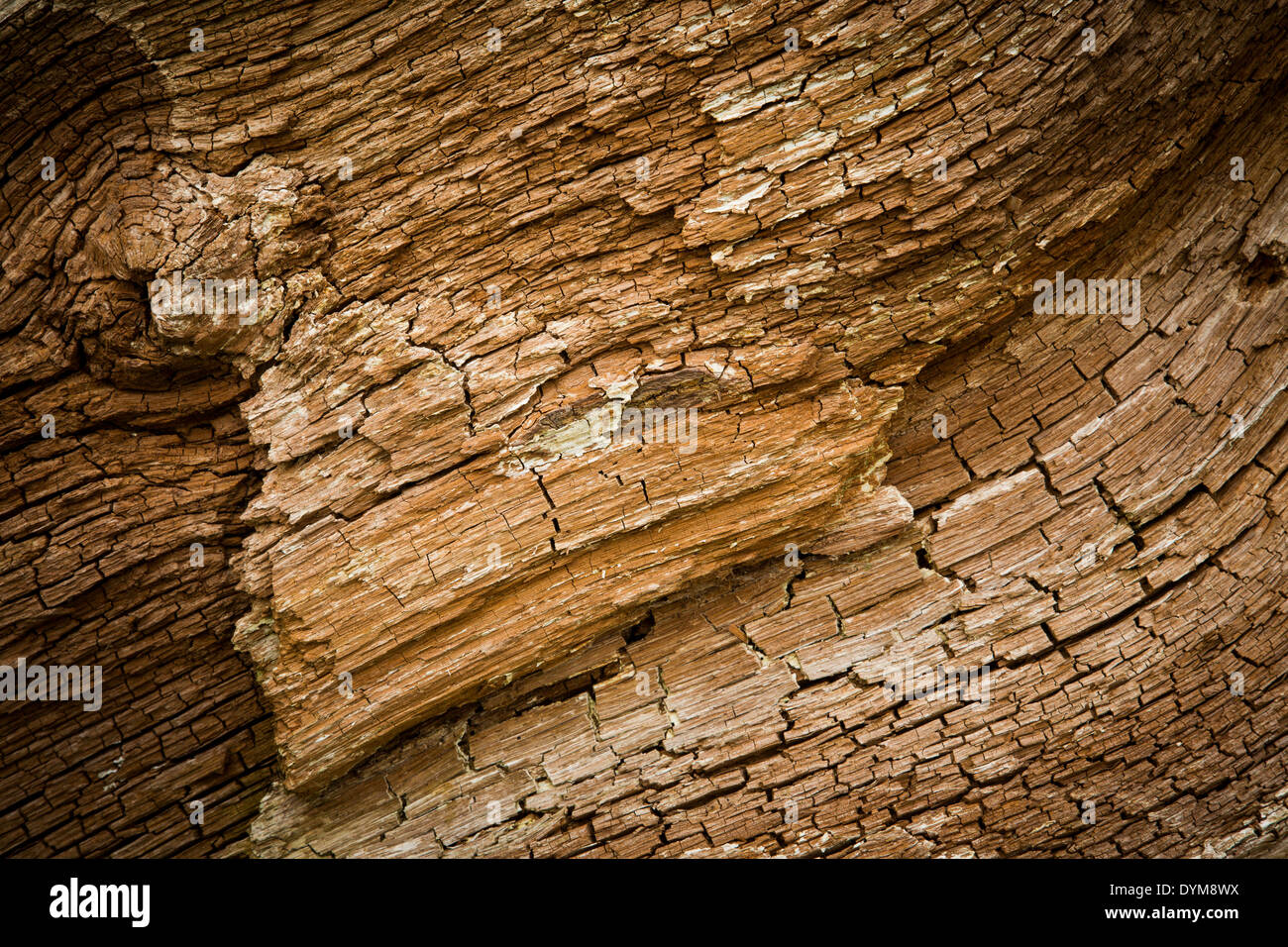Tree trunk texture. Dried and cracked Stock Photo - Alamy