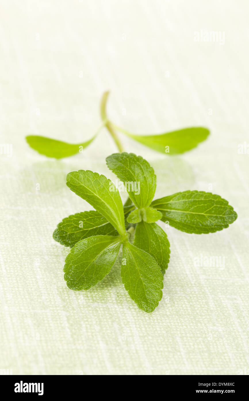 Fresh stevia sweet leaf isolated on green background. Healthy sugar ...