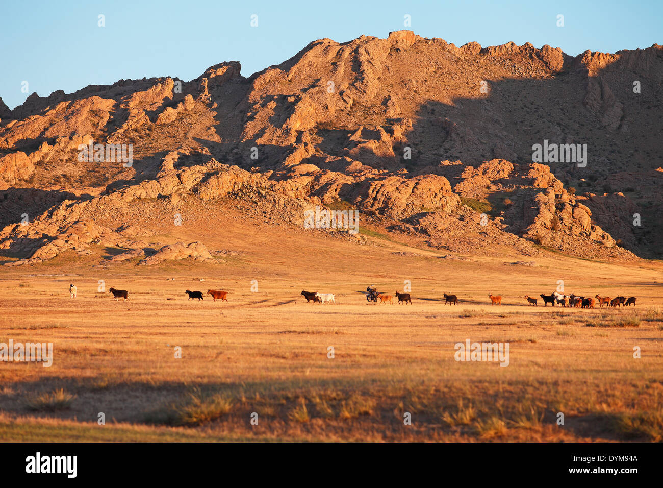Herd of goats in front of the rocky Baga Gazaryn Chuluu range, Dundgobi ...