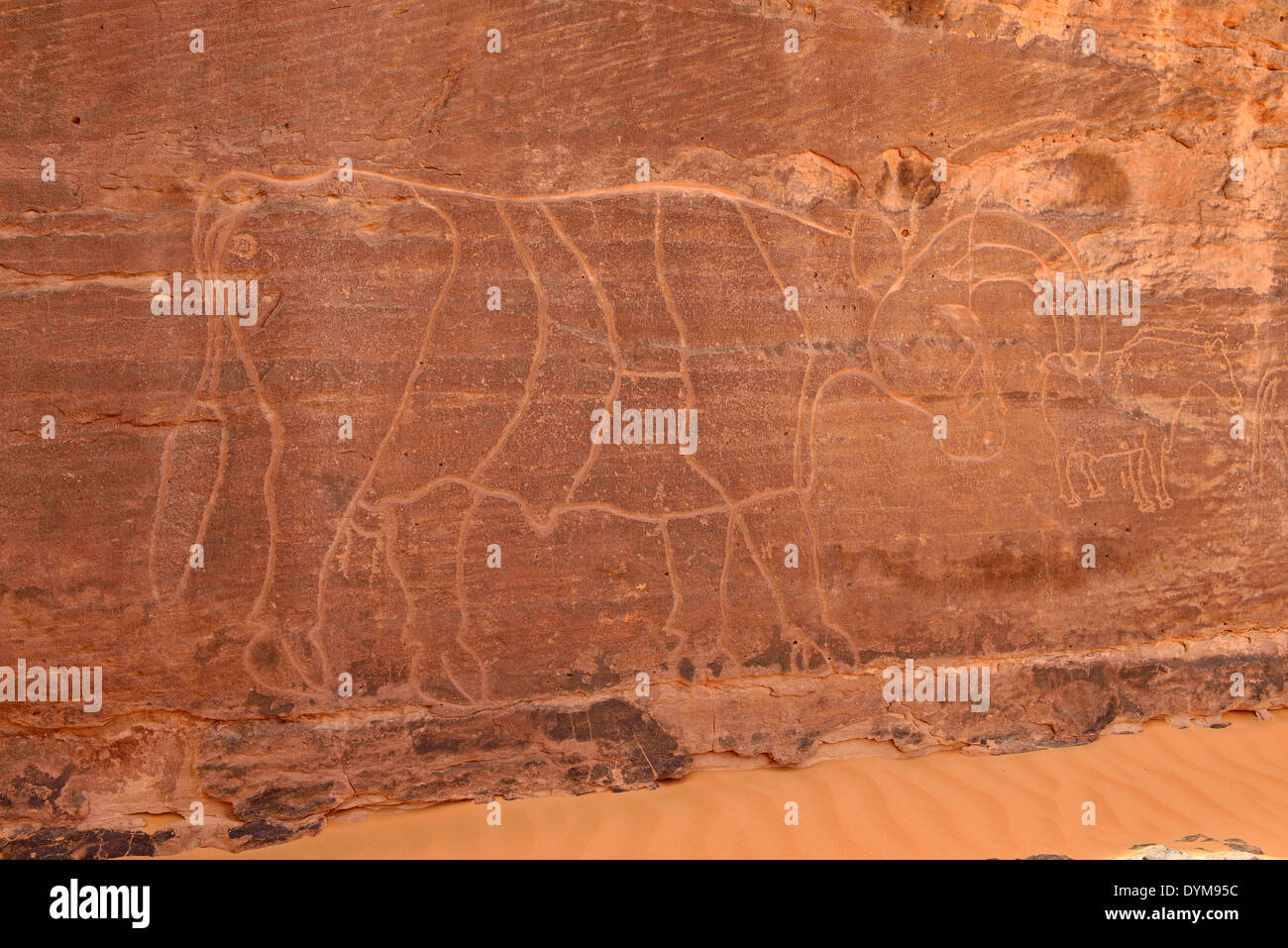 Neolithic rock art, Bovidian period, rock engraving of a cow or bull ...