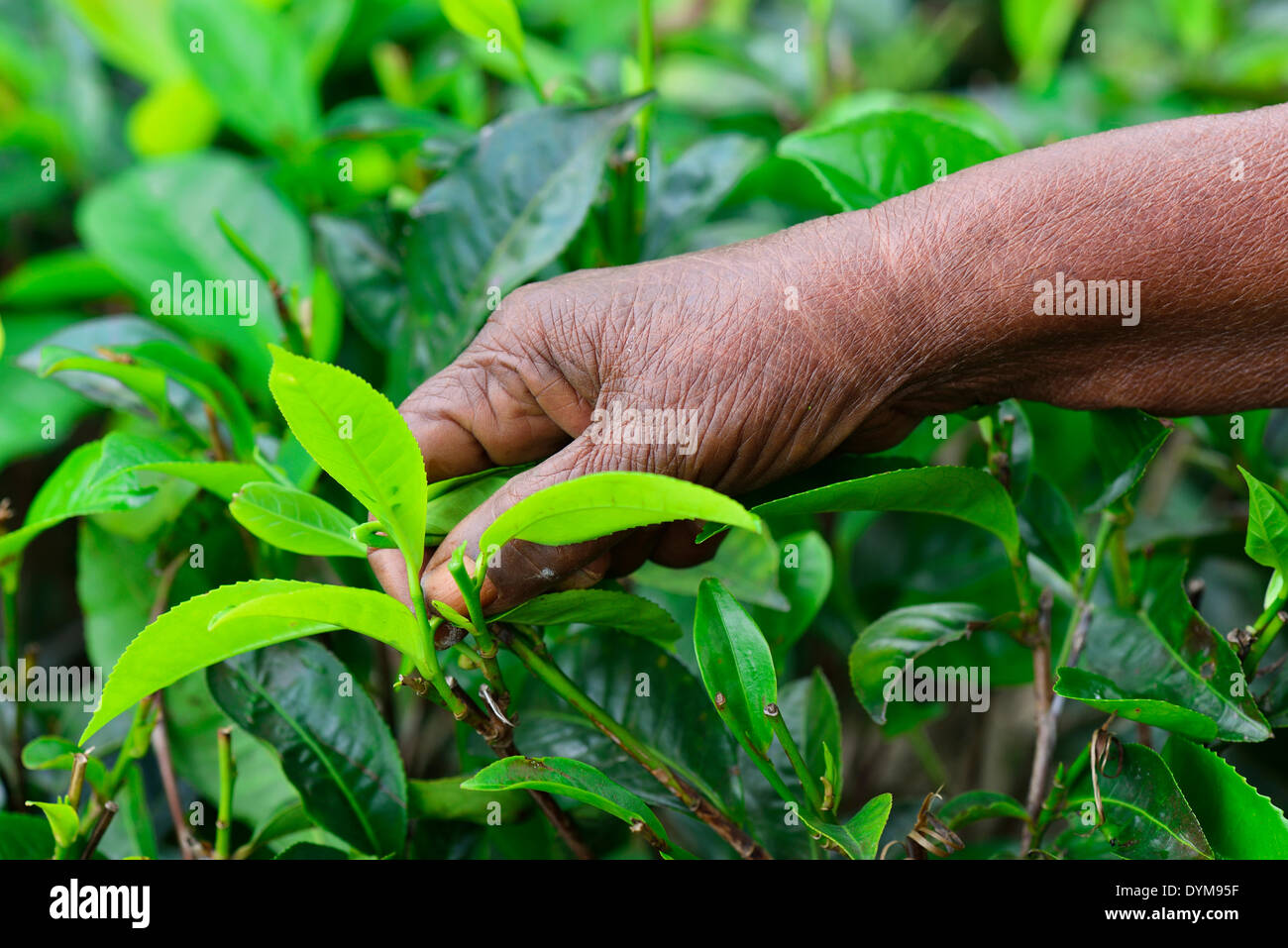 Picking up tea hi-res stock photography and images - Alamy