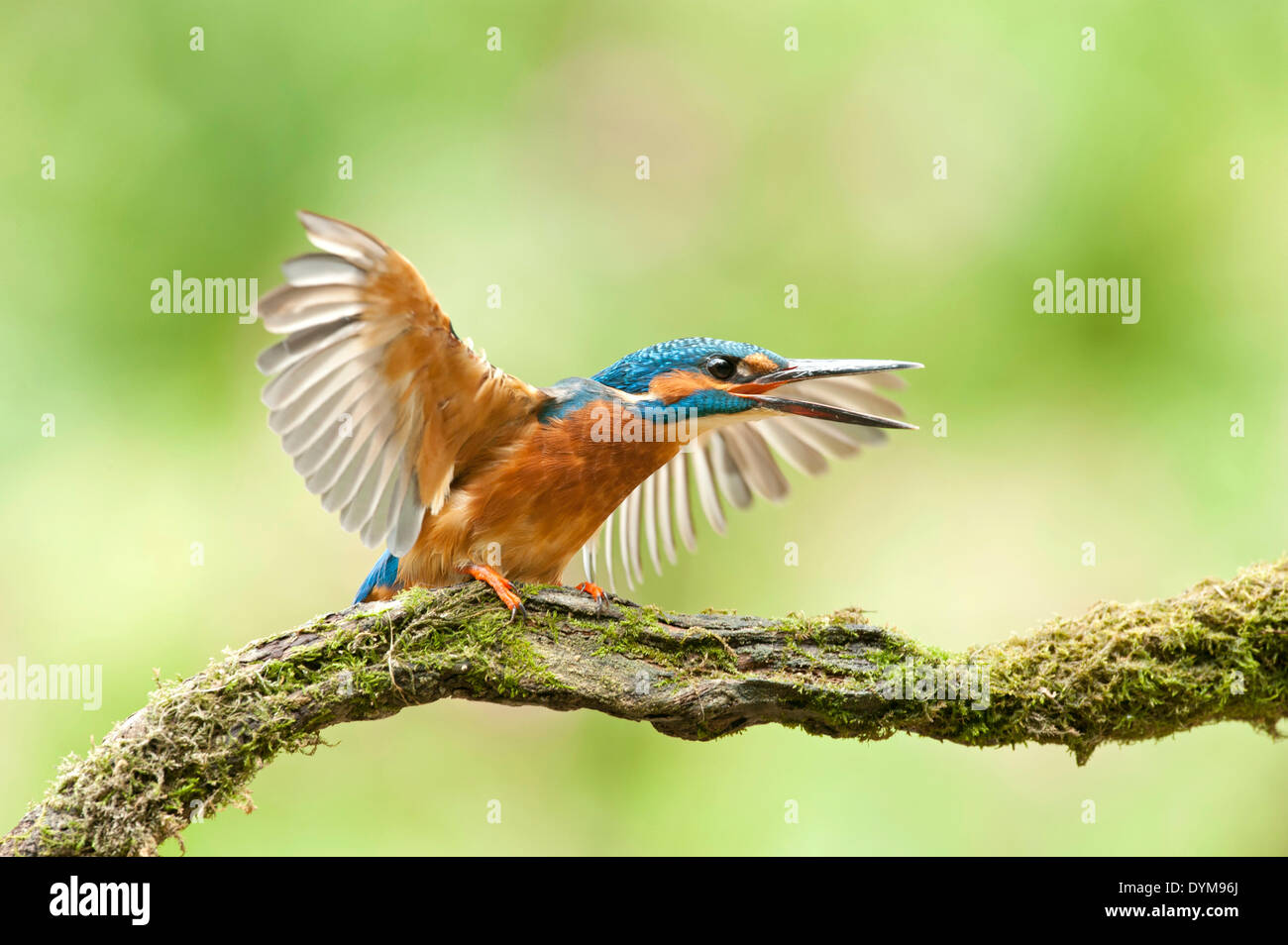 Kingfisher wings hi-res stock photography and images - Alamy