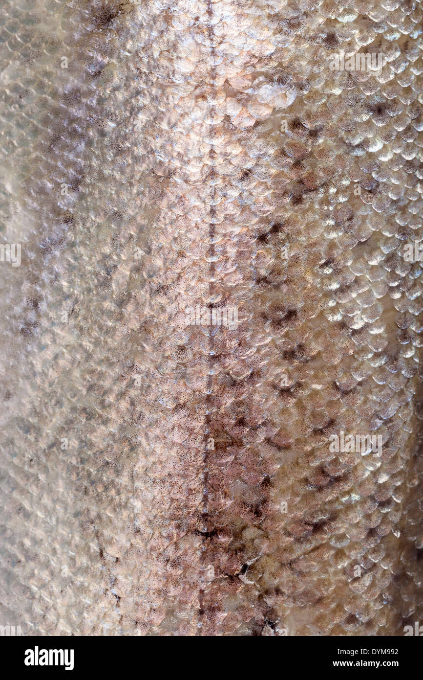 Fish skin pattern macro hi-res stock photography and images - Alamy