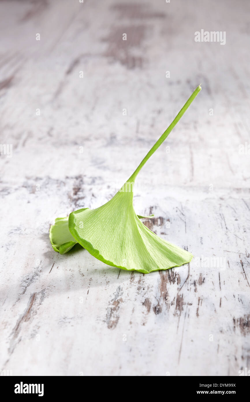 Single ginkgo leaf isolated on white wooden background. Natural healing ...