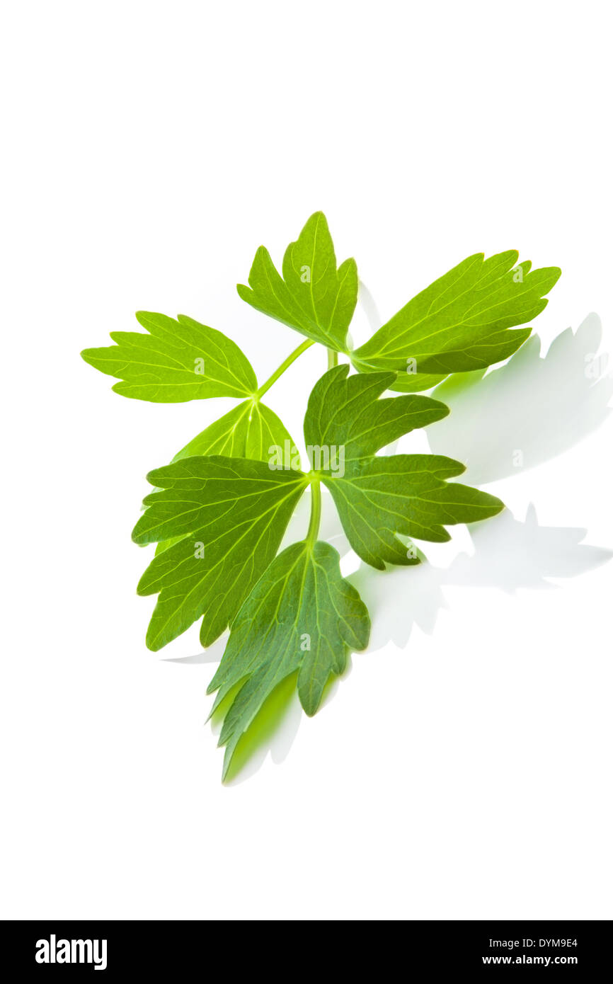 Culinary aromatic herbs. Fresh lovage branch isolated on white ...