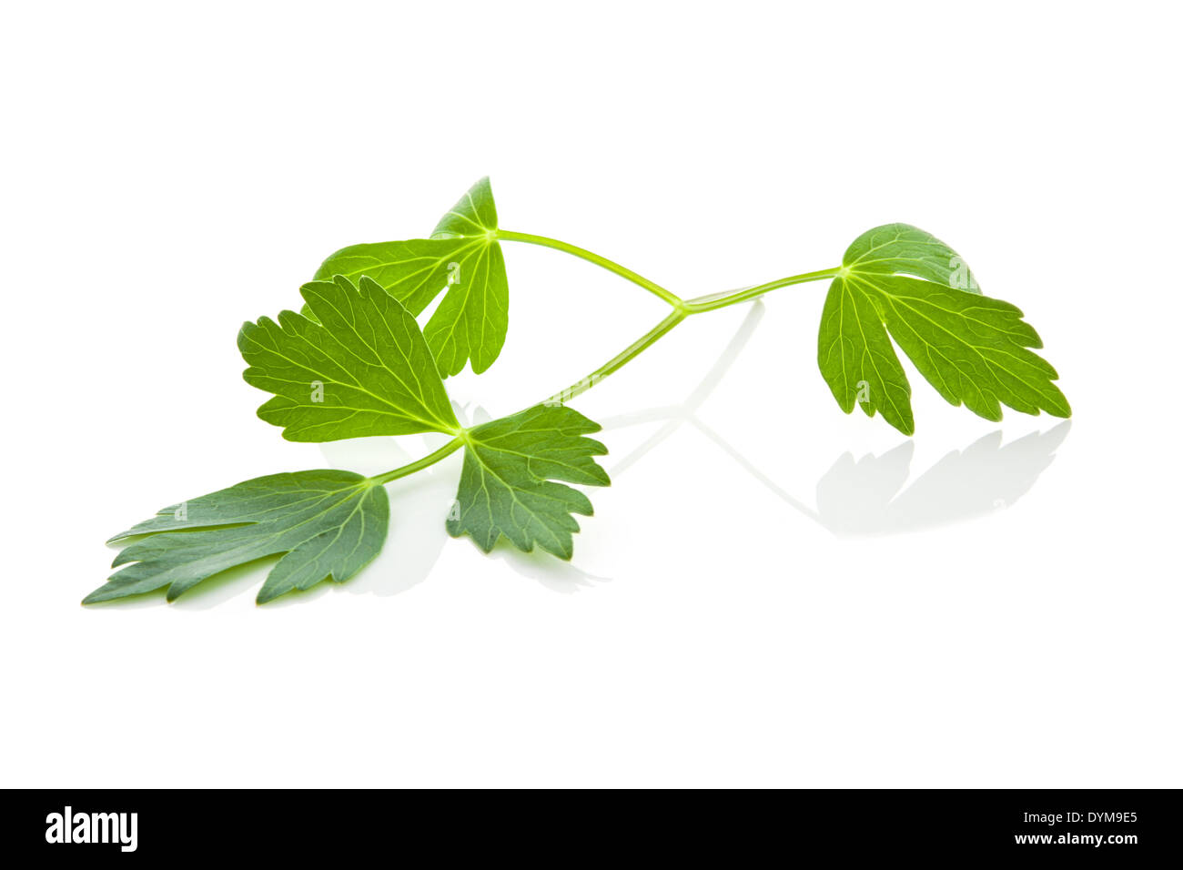 Fresh lovage herb isolated on white background. Fresh culinary healthy ...