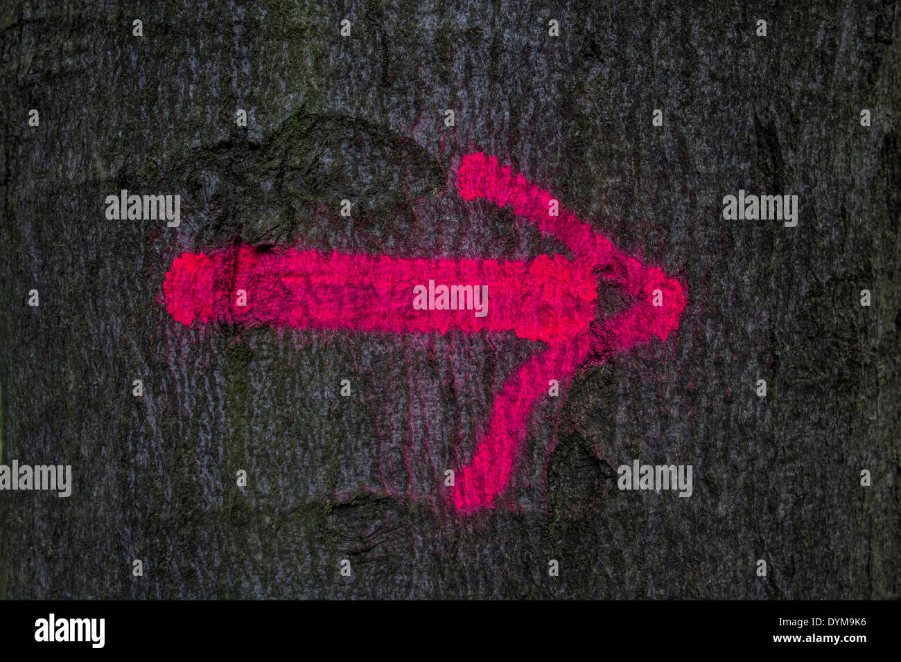 Red arrow on a tree Stock Photo - Alamy