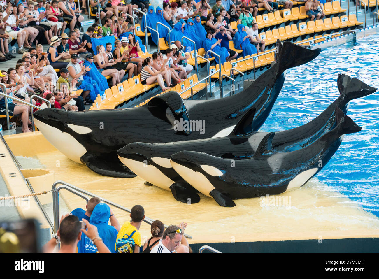 Captive orcas hi-res stock photography and images - Alamy
