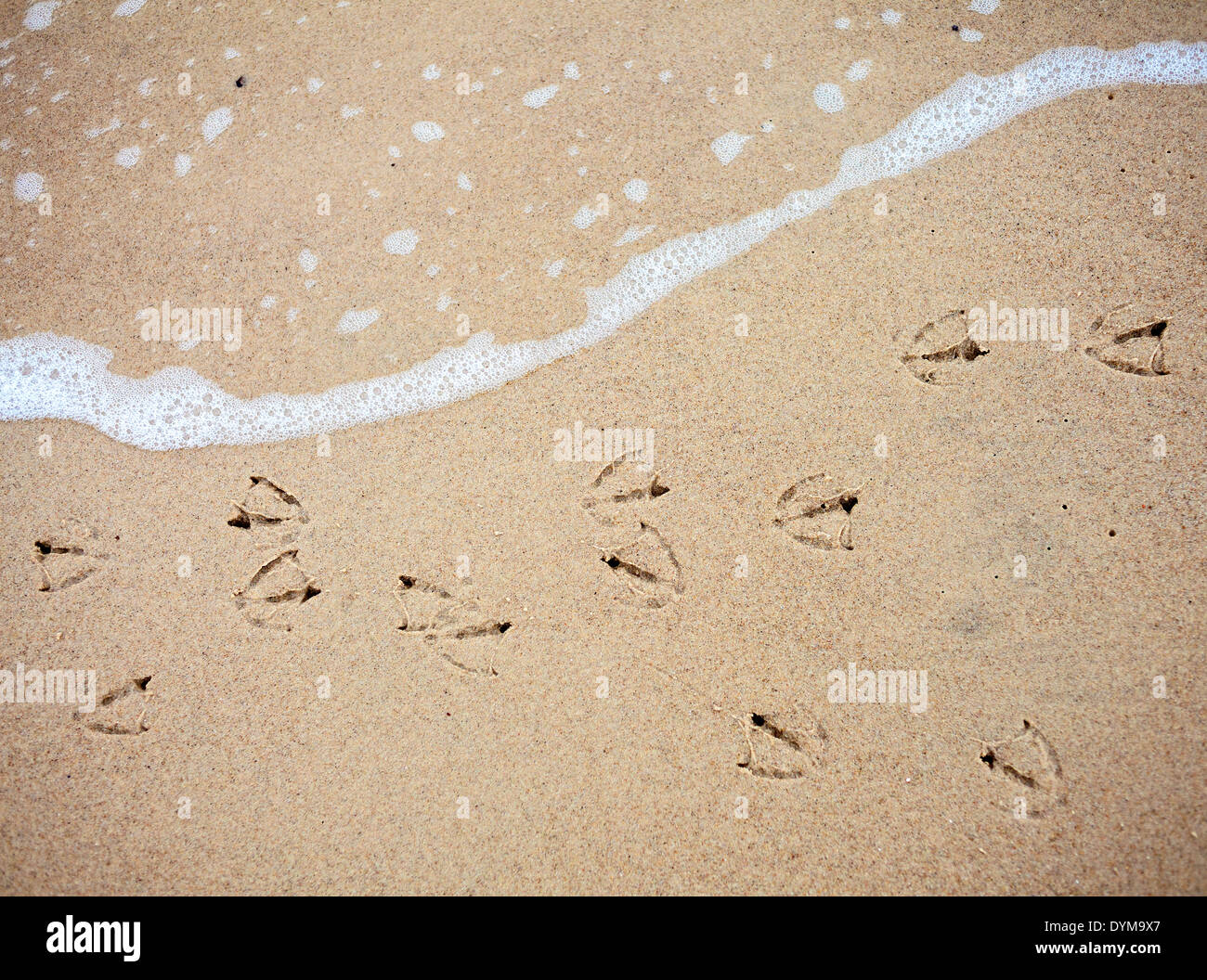 Bird footprints on sand, vignetting effect and shallow field of depth ...