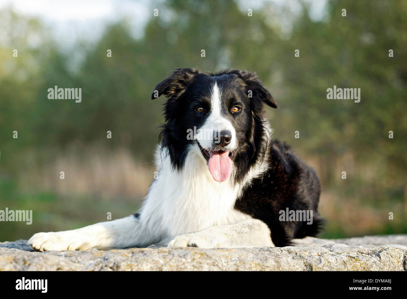 Border collie on rock hi-res stock photography and images - Alamy