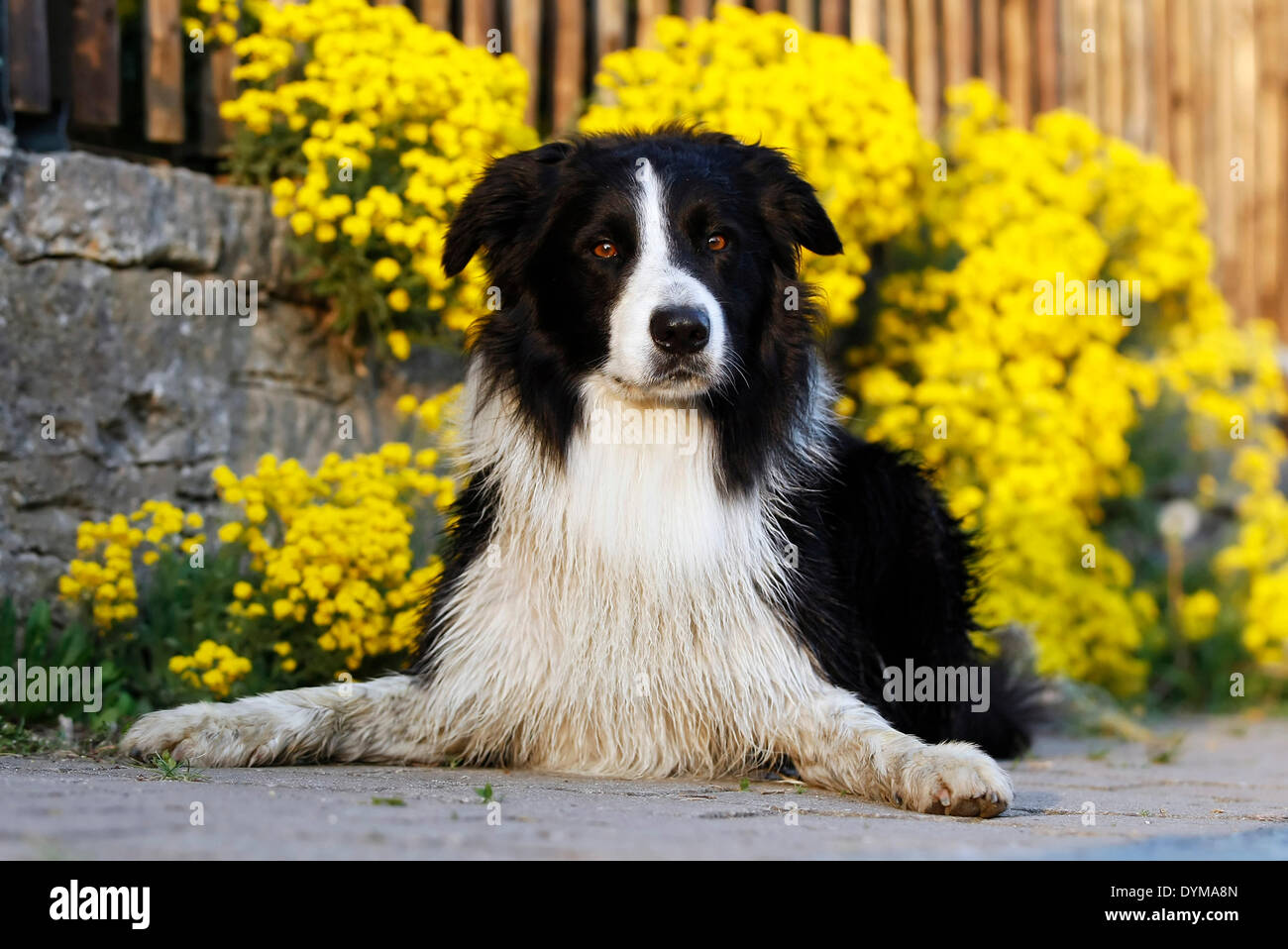 Pavement germany hi-res stock photography and images - Alamy