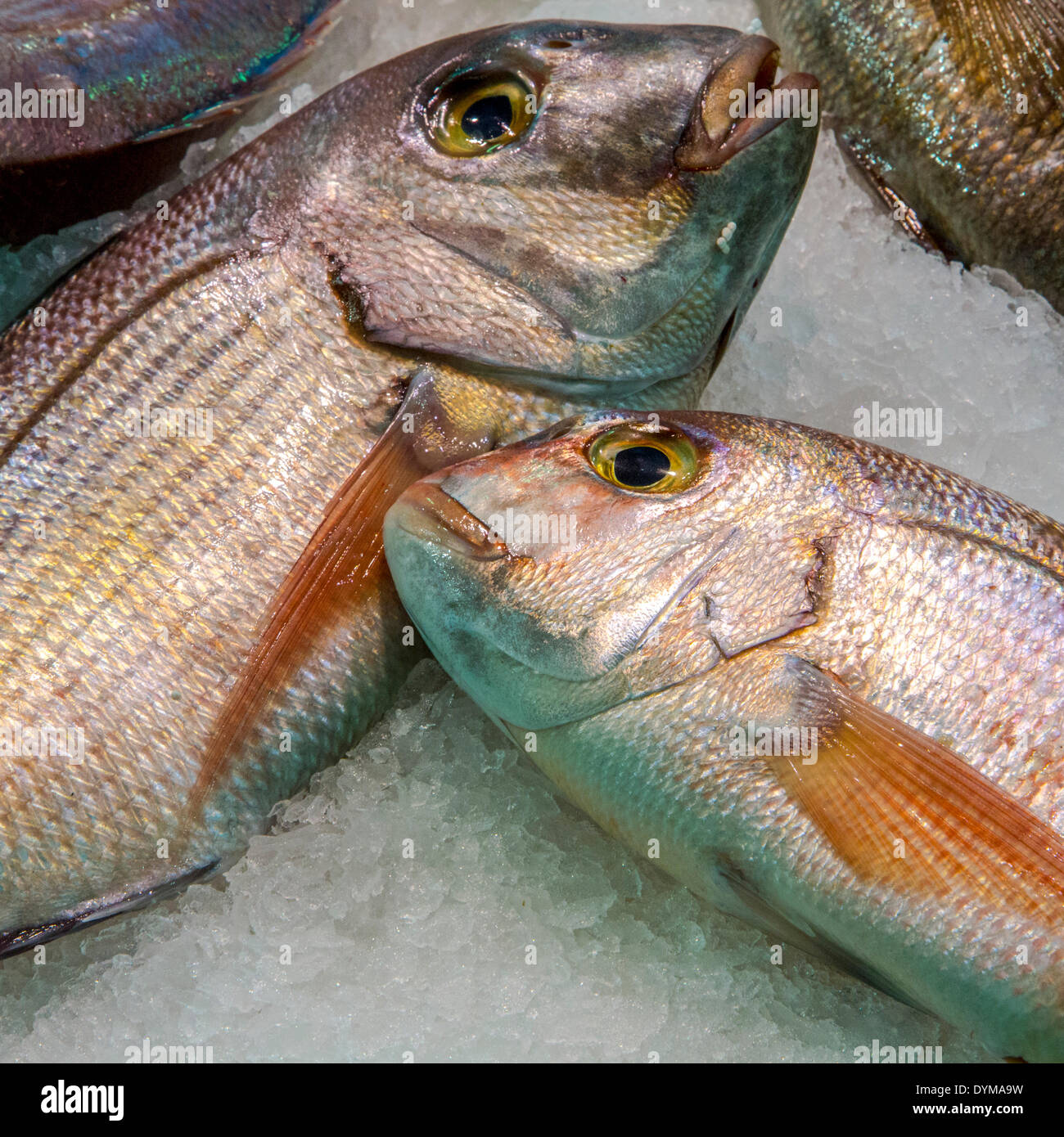 Gilt head bream hi-res stock photography and images - Alamy
