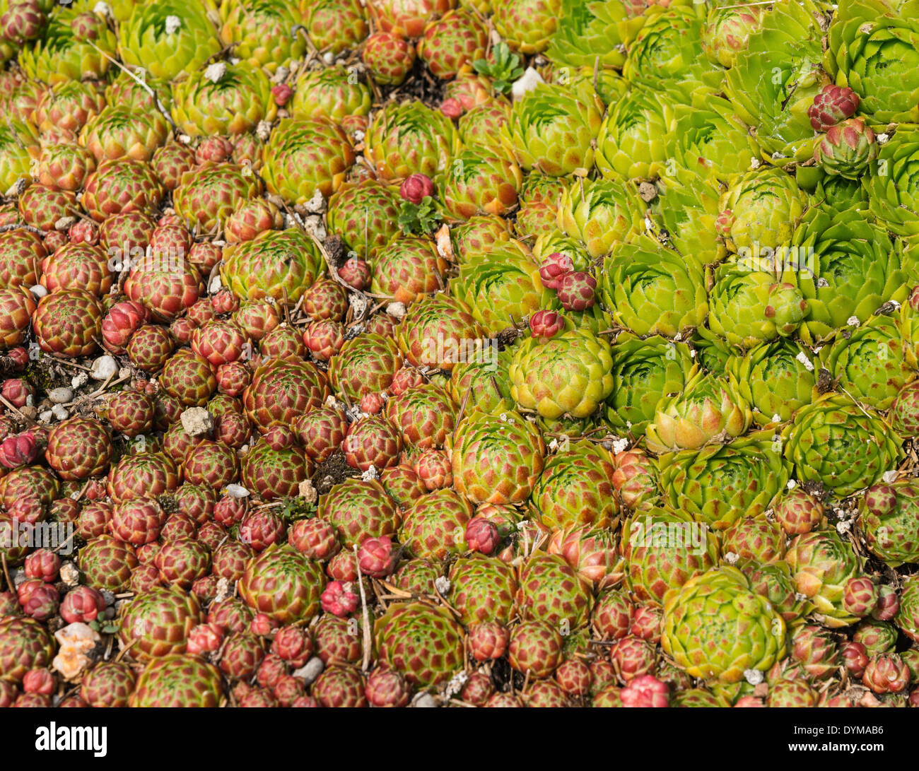 Aeonium, Tree Houseleek, Crassula plant family Stock Photo - Alamy