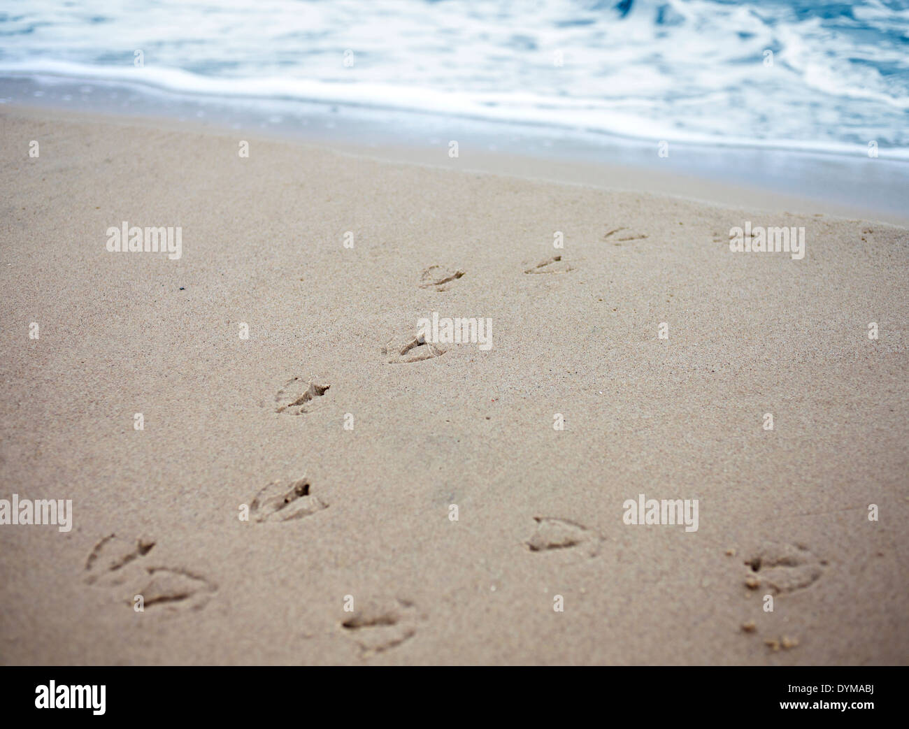 Bird track on the beach, vignetting effect and shallow field of depth ...