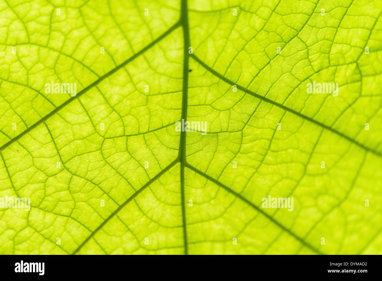 Leaf from below, leaf structure, detail view Stock Photo - Alamy