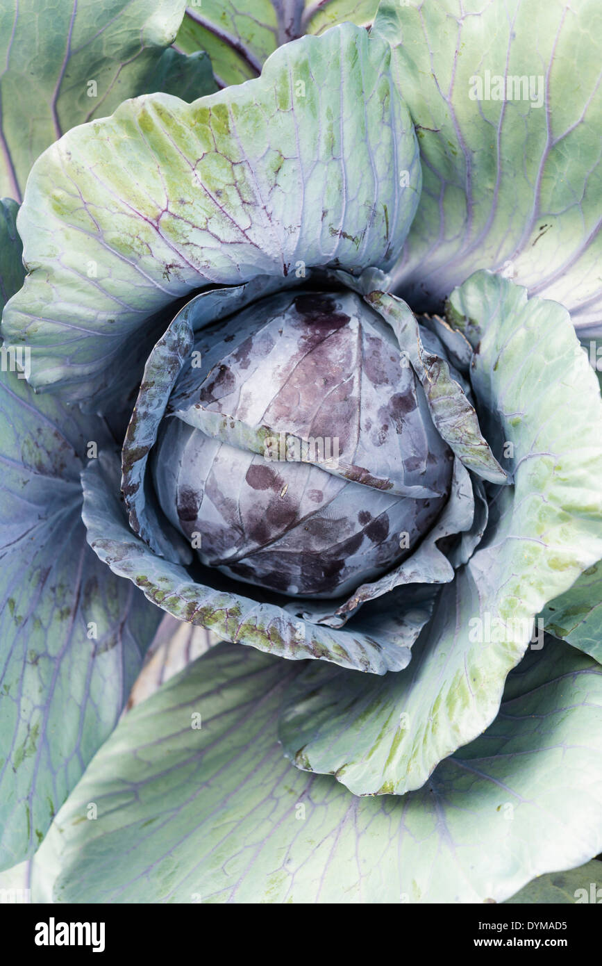 Capitata Stock Photos & Capitata Stock Images - Alamy