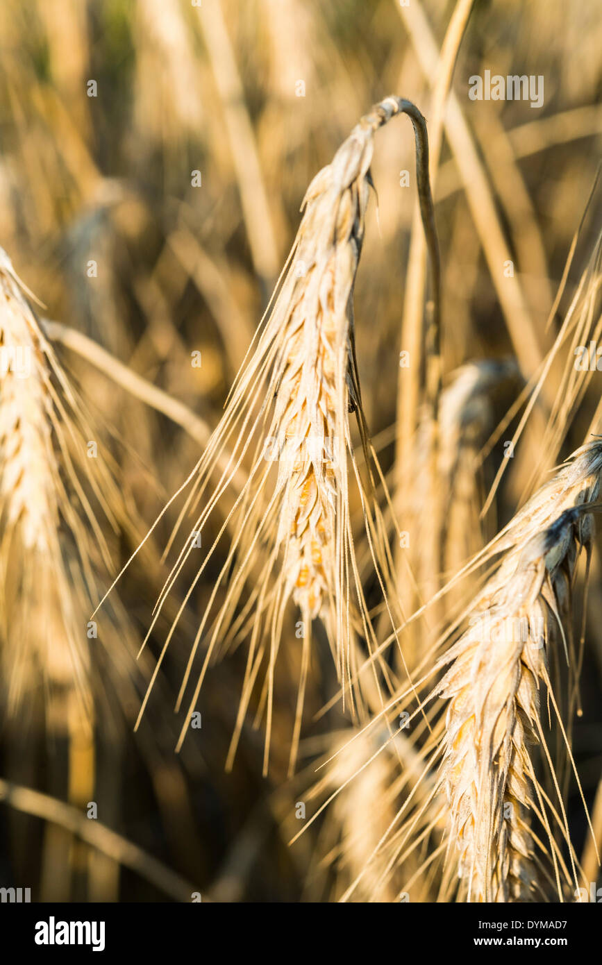 Corn, grain, single ears, detail view Stock Photo - Alamy