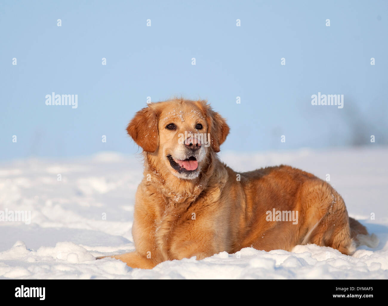 Adult golden retrievers hi-res stock photography and images - Alamy