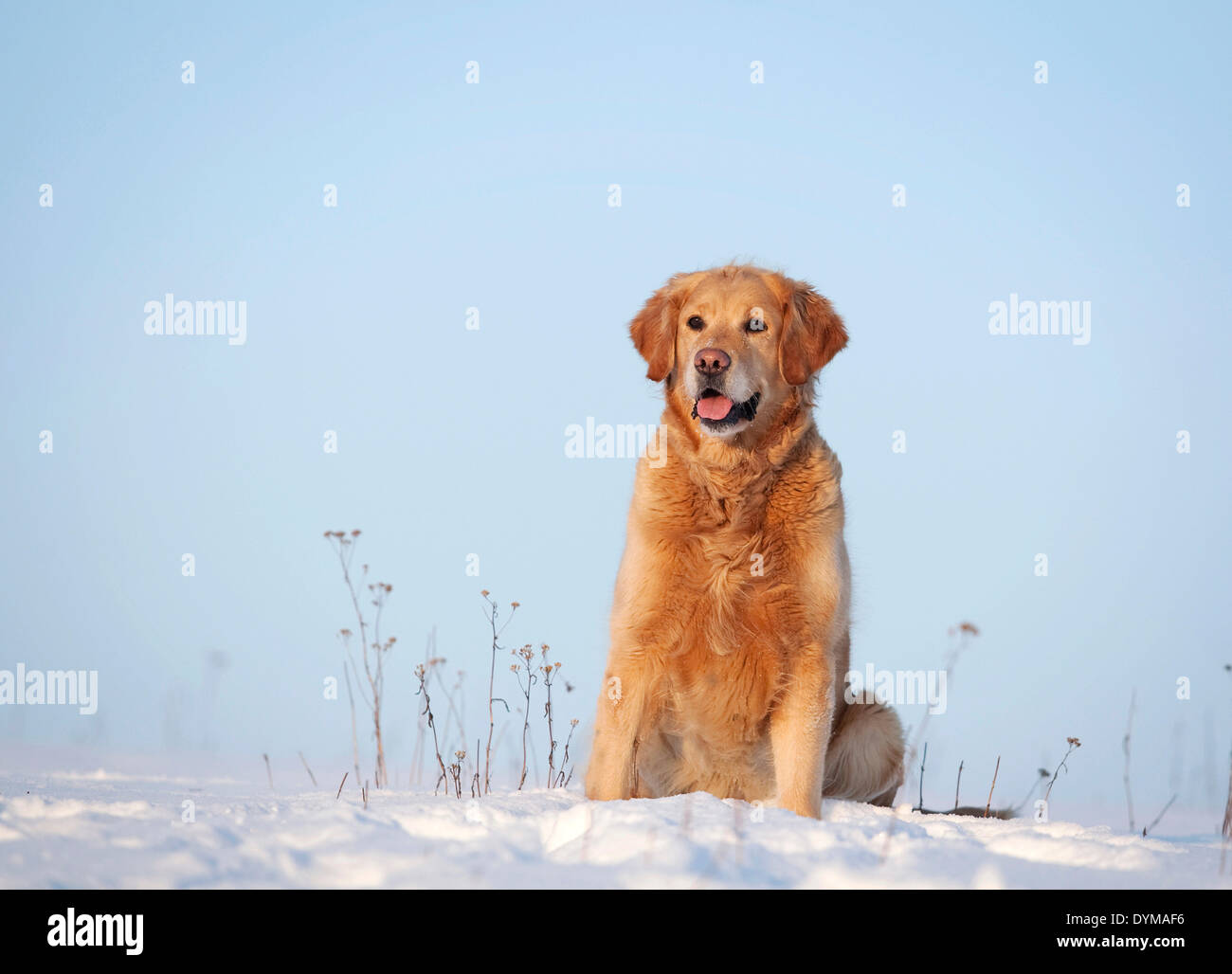 Golden Retriever, sitting in the snow, Germany Stock Photo - Alamy
