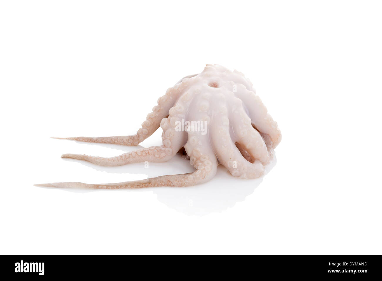 Raw fresh octopus isolated on white background. Culinary seafood eating ...