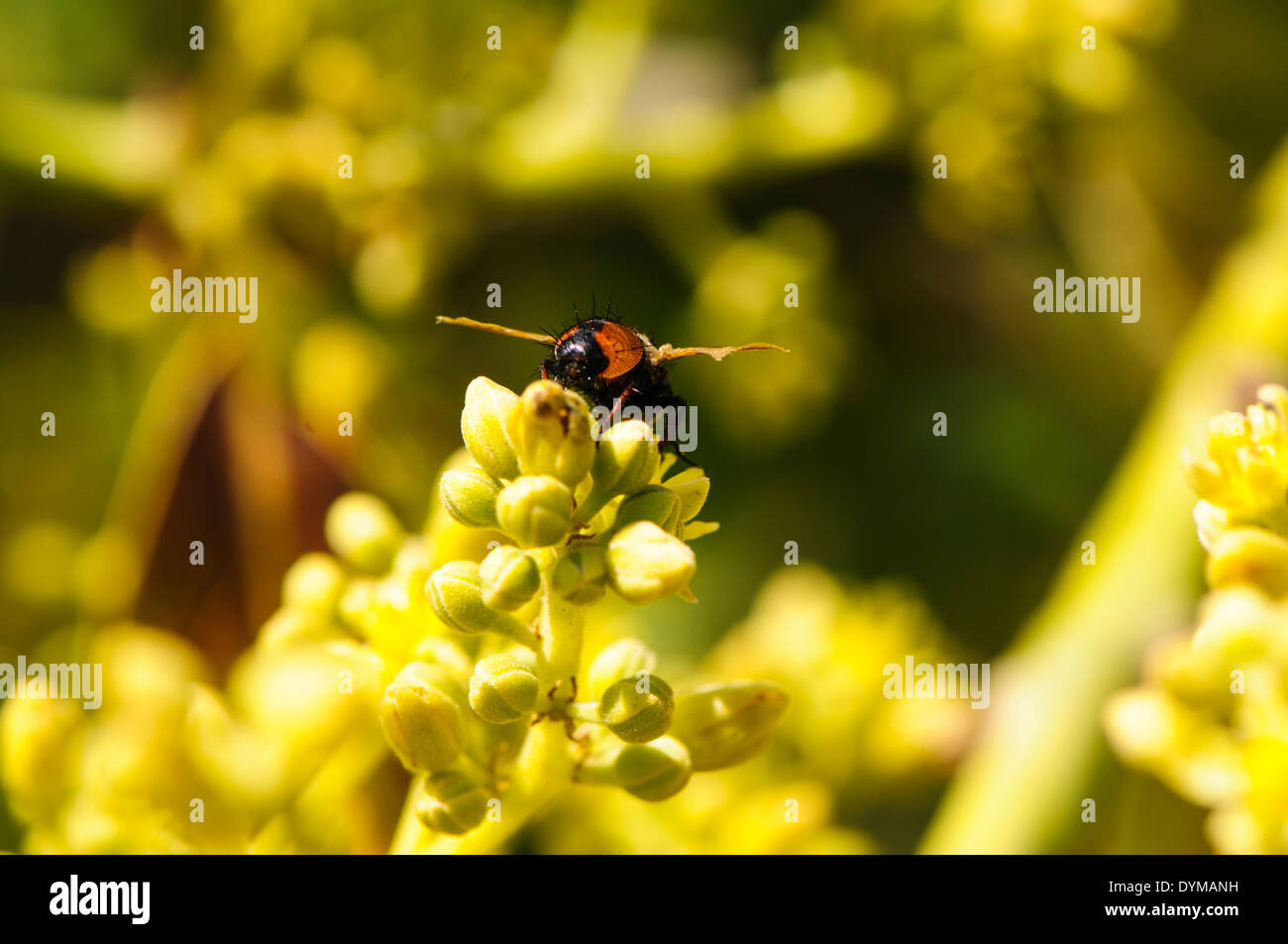 Honey bee collects nectar from blossoms in an avocado Plantation ...