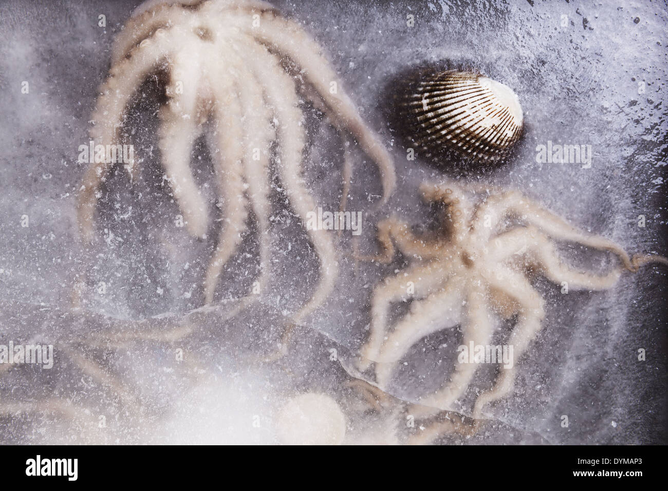 Frozen octopus hi-res stock photography and images - Alamy
