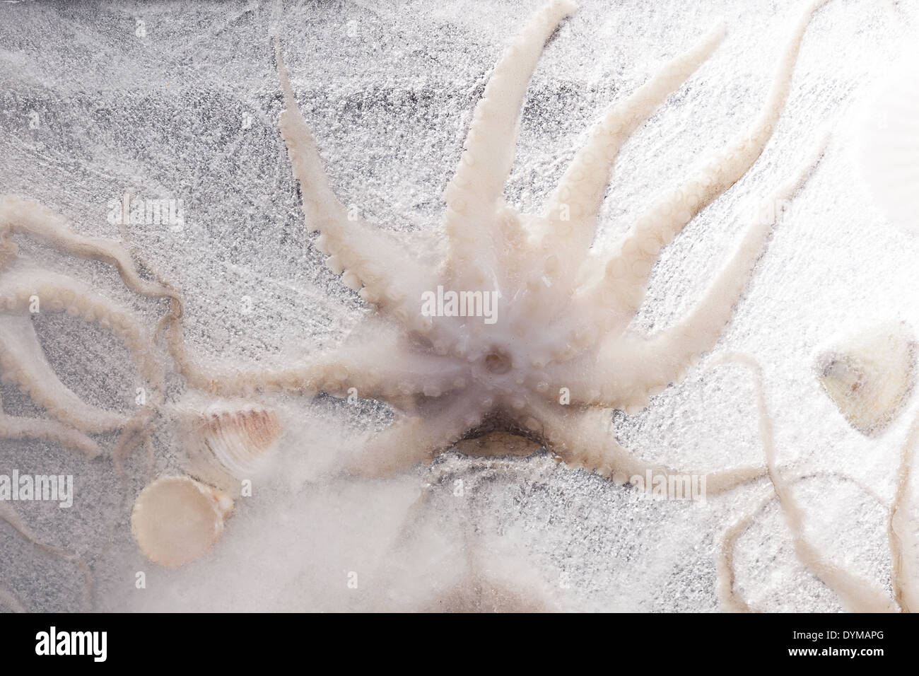 Frozen octupus in ice. Culinary seafood eating Stock Photo - Alamy