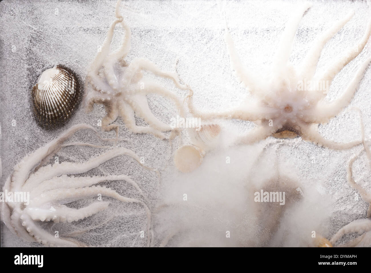 Octopus and seashell in ice. Luxurious seafood eating Stock Photo - Alamy