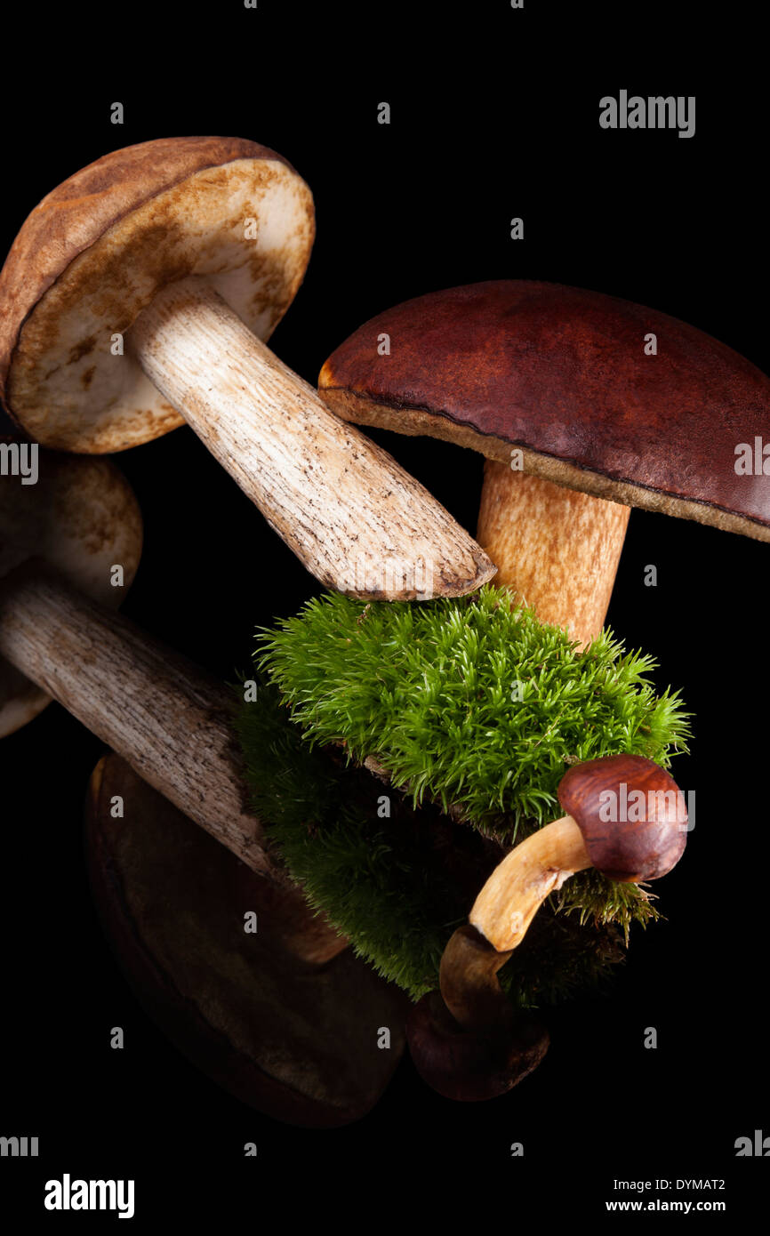 Delicious fresh mushrooms with moss isolated on black background ...