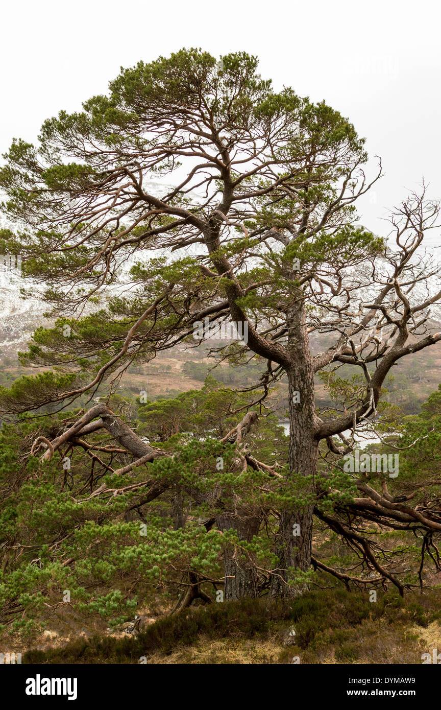 CALEDONIAN PINE IN EARLY SPRINGTIME GLEN AFFRIC SCOTLAND Stock Photo ...