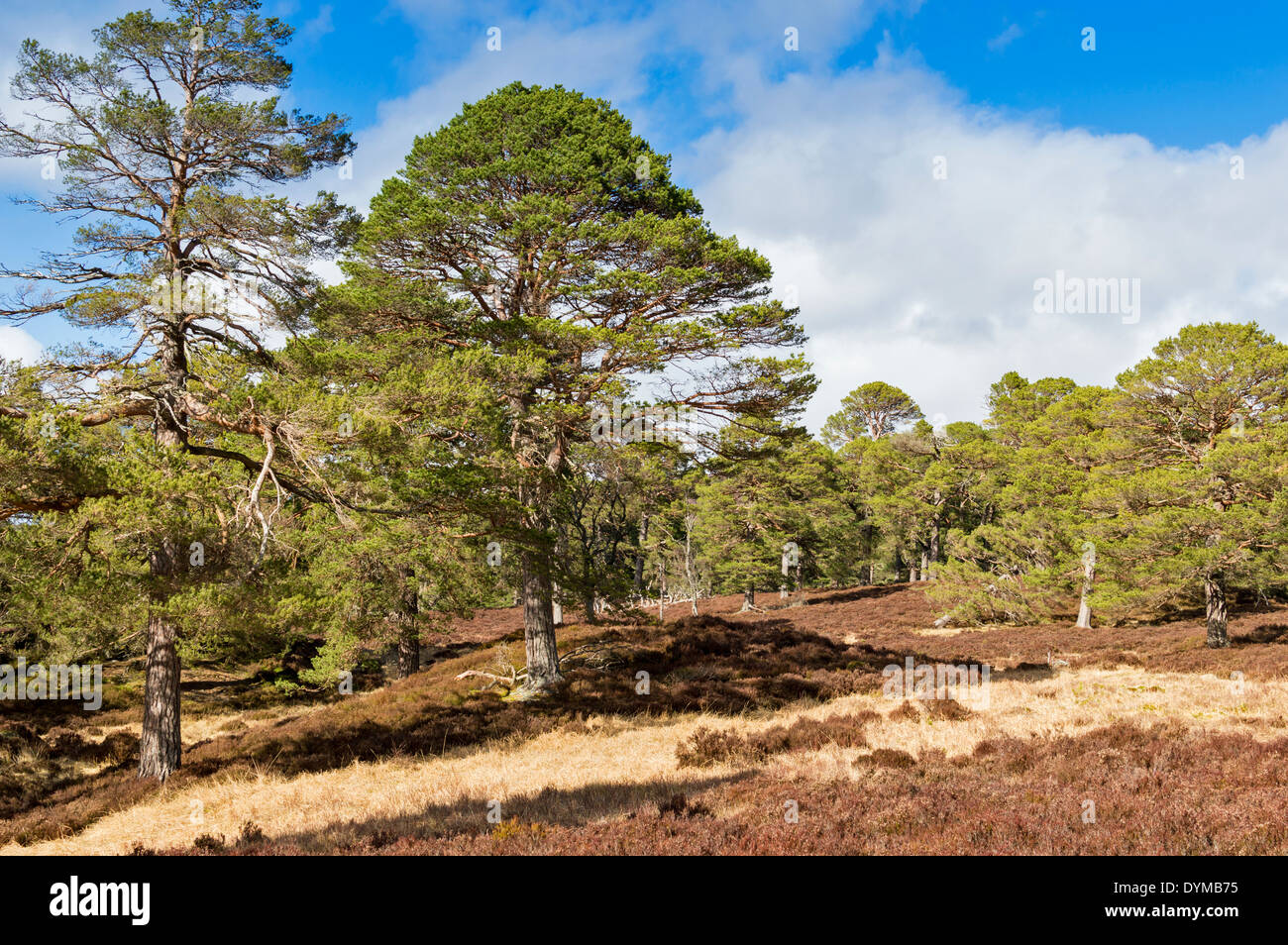 CALEDONIAN PINE TREES ALONGSIDE THE RIVER LUI BRAEMAR SCOTLAND PART OF ...