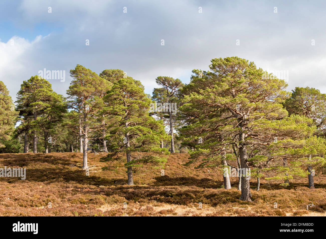 Caledonian pine tree woodland hi-res stock photography and images - Alamy