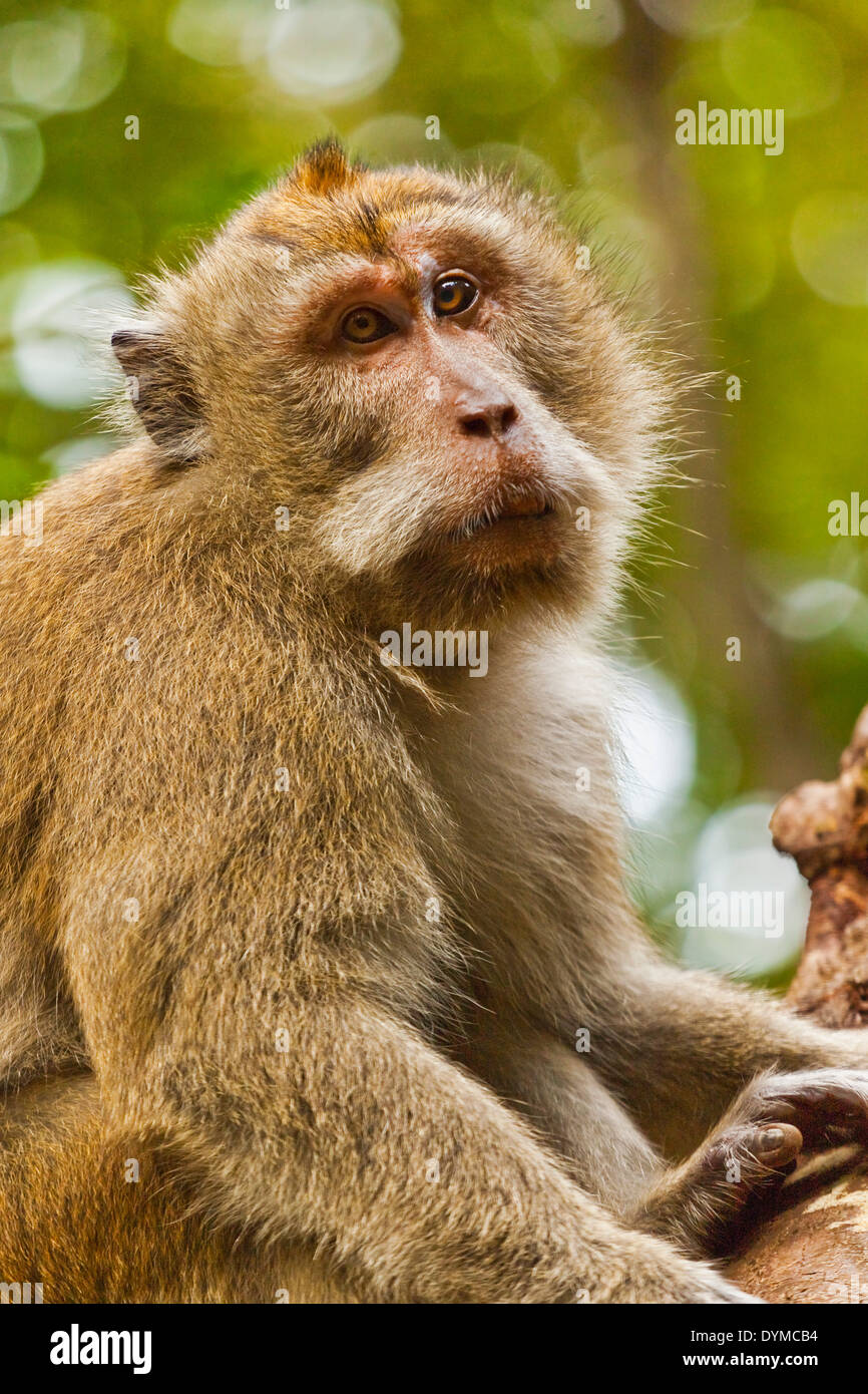 Java macaque monkey hi-res stock photography and images - Alamy