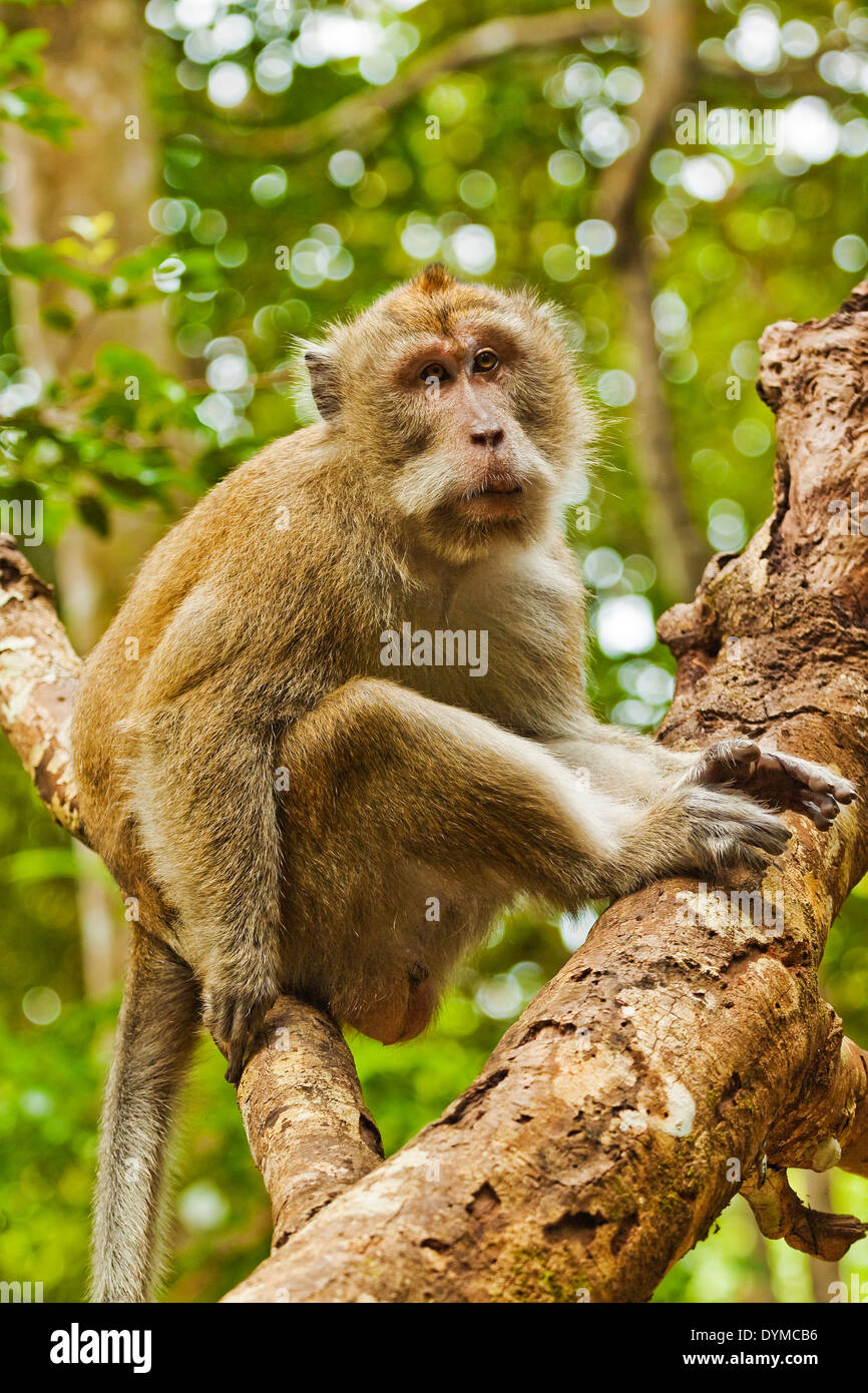 Java monkey stealing hi-res stock photography and images - Alamy
